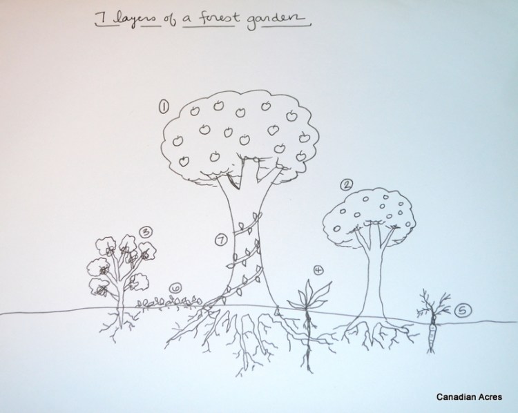 My Permaculture Garden – Planning an Edible Food Forest in zone 2b-3 ...